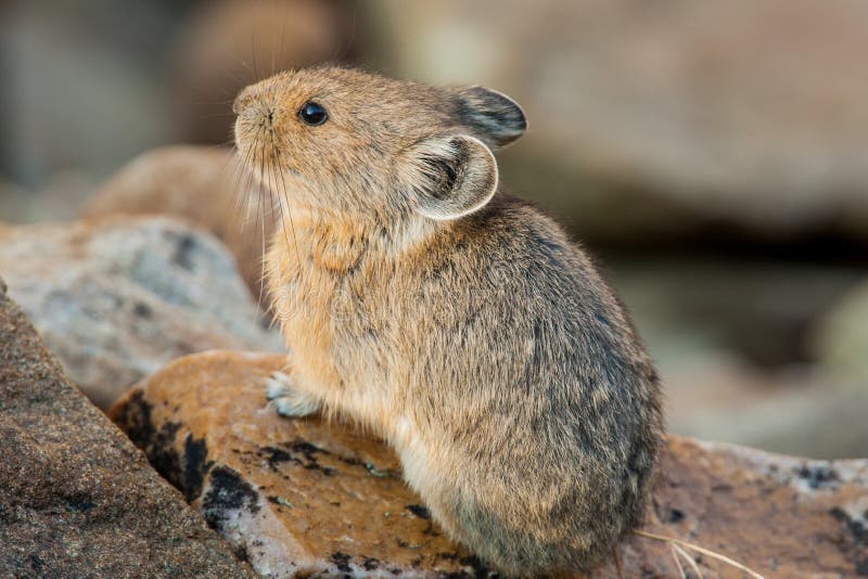 Amerikaanse Pika Eet Een Blad Van Een Plant Die Door De Opwarming Van ...