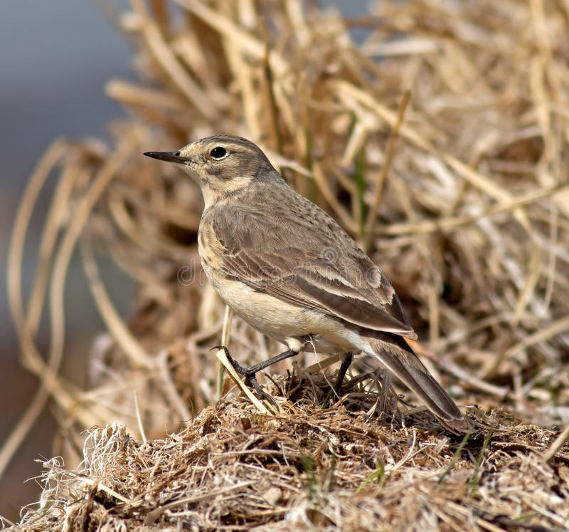 Amerikaanse Pipit stock foto. Image of wild, amerikaans - 31925638