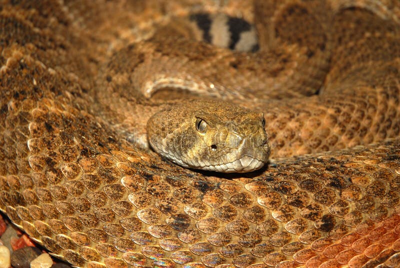 Westelijke Ratelslang Diamondback (Crotalus Atrox) Stock Foto - Image ...