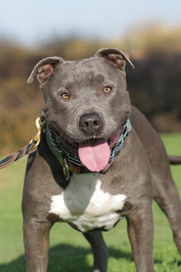 Amerikaanse stafford stock afbeelding. Image of stafford - 46649261