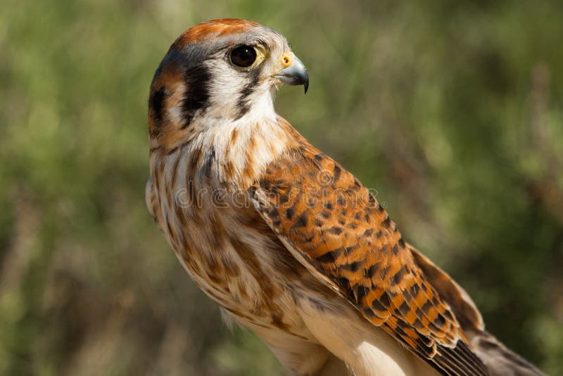 Amerikaanse Torenvalk of Sperwer Stock Afbeelding - Image of veren ...