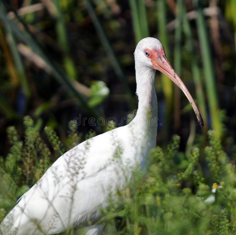 Amerikaanse Witte Ibis stock afbeelding. Image of vogel - 19659883