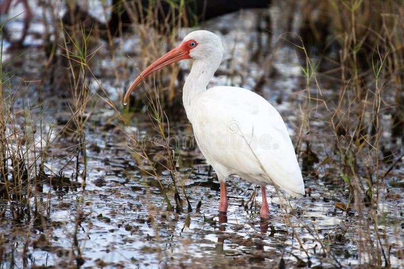 Witte Ibis Die Het Moeras Jagen Stock Afbeelding - Image of amerika ...