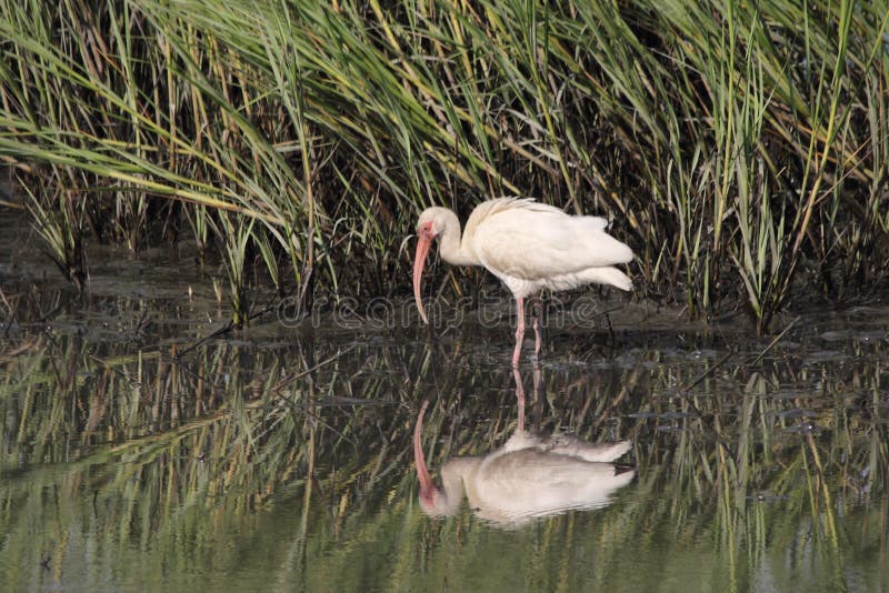 Amerikaanse Witte Ibis En Reflectio Stock Foto - Image of amerikaans ...