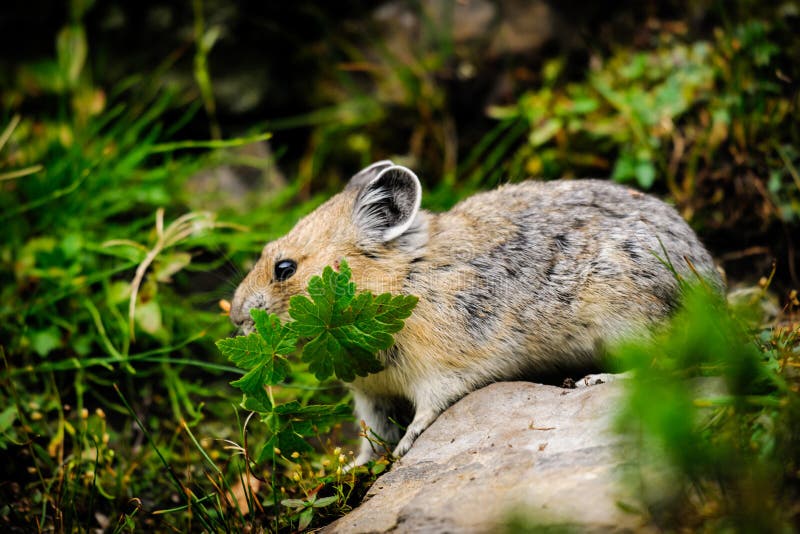 Amerikan Pika (den Princeps Ochotonaen) Arkivfoto - Bild av berg, lavin ...