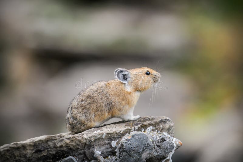 Amerikan Pika (den Princeps Ochotonaen) Arkivfoto - Bild av berg, lavin ...