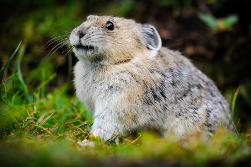 Amerikan Pika (den Princeps Ochotonaen) Arkivfoto - Bild av berg, lavin ...
