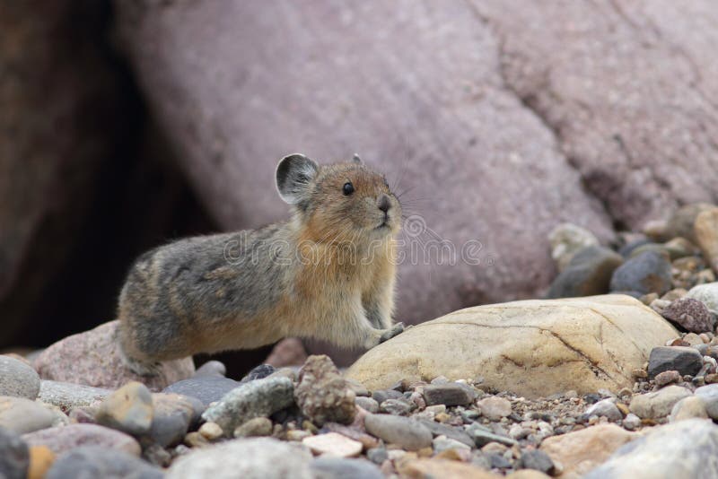 Amerikan Pika (den Princeps Ochotonaen) Arkivfoto - Bild av berg, lavin ...
