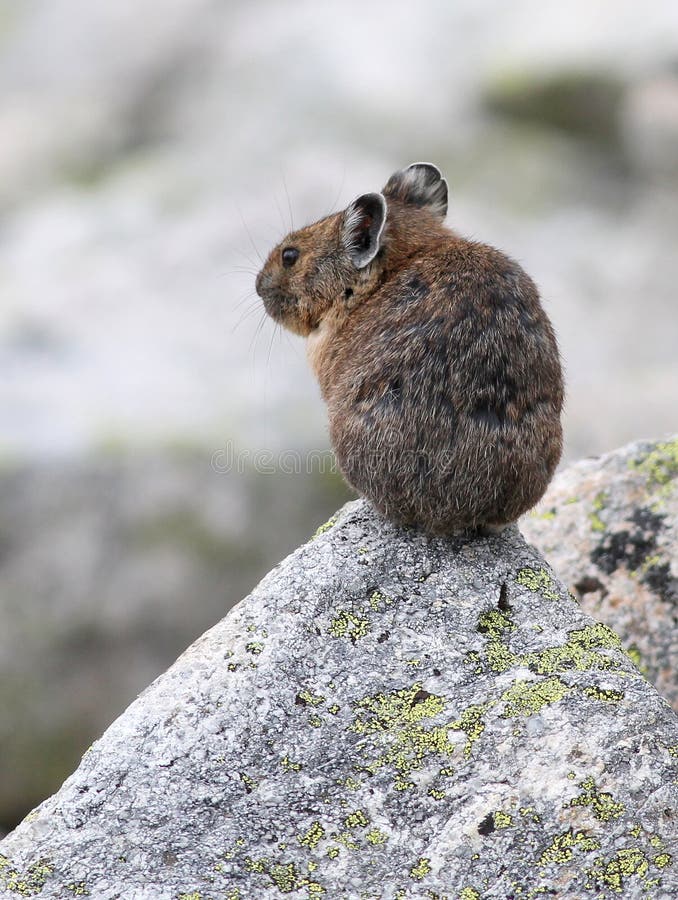 Amerikan Pika (den Princeps Ochotonaen) Arkivfoto - Bild av berg, lavin ...