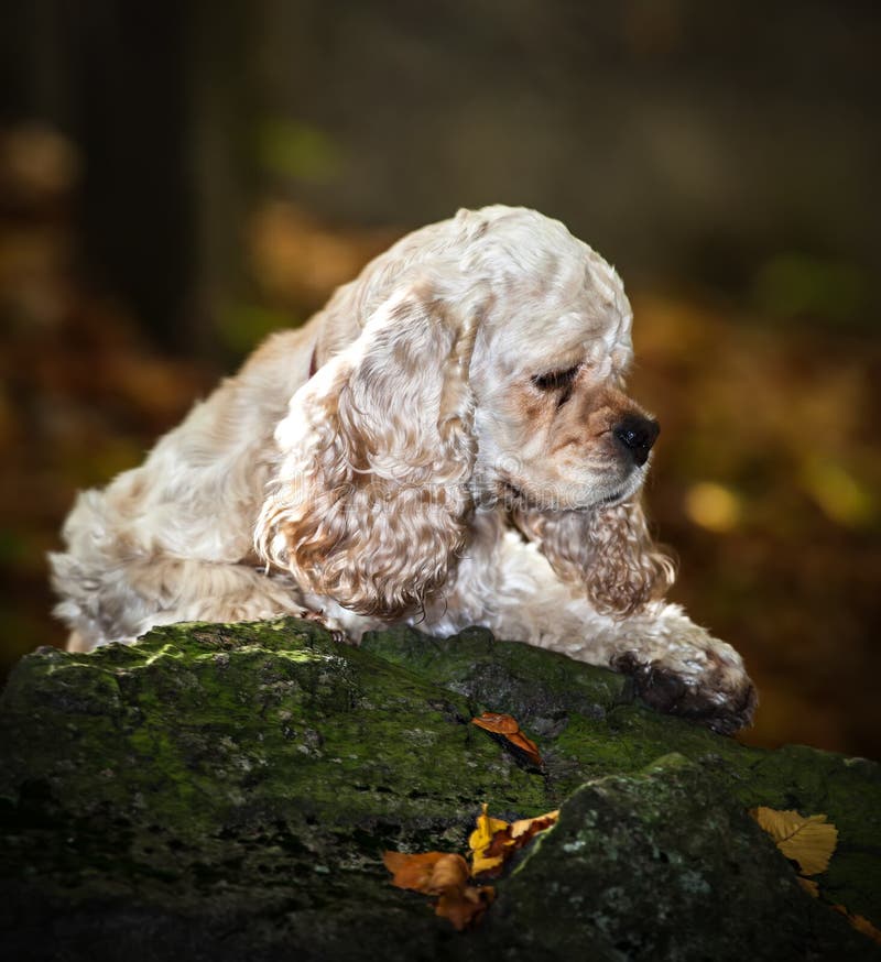Amerikaner Cocker spaniel stockbild. Bild von porträt - 32214293