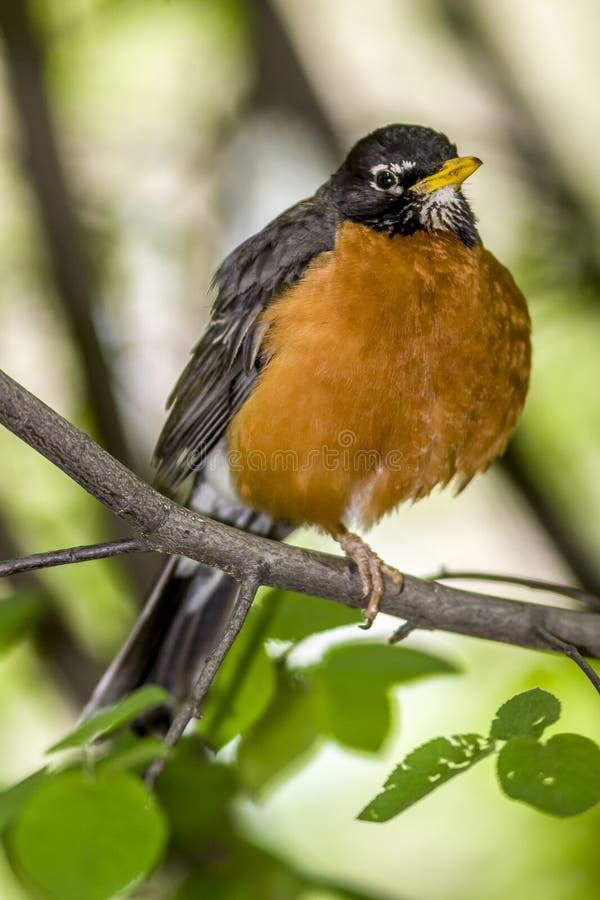 Amerikaner-Robin Turdus-migratorius Stockbild - Bild von vogel ...