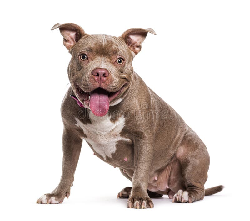 Amerikanischer Bully Isoliert Auf Weiß Stockbild - Bild von schnitt ...