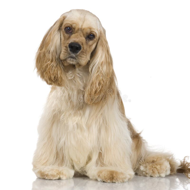 Amerikaner Cocker spaniel stockbild. Bild von porträt - 32214293