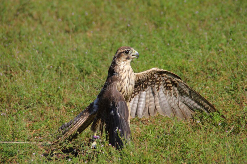 567 Amerikanischer Falke Fotos - Kostenlose und Royalty-Free Stock ...