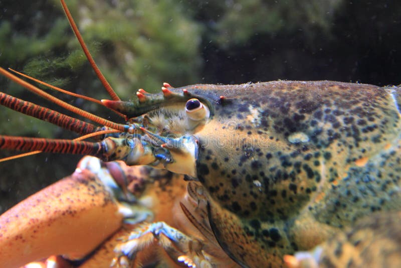 Amerikanischer Hummer, Homarus Americanus Stockbild - Bild von platz ...