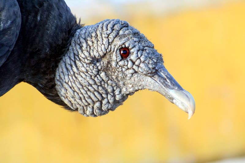 Amerikanischer Schwarzer Geier Stockbild - Bild von vogel, sorte: 116724097