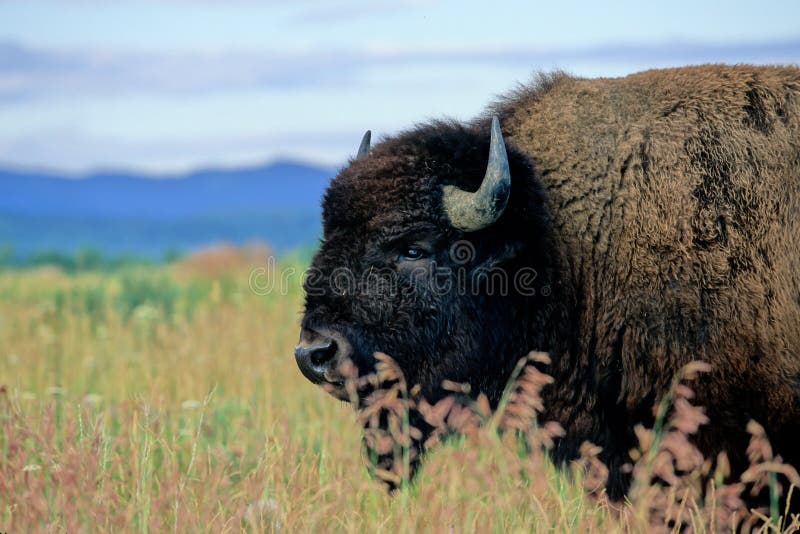 Amerikansk Bison, Bisonbison Arkivfoto - Bild av enigt, berg: 25992820