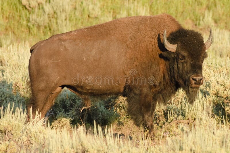 Amerikansk buffel arkivfoto. Bild av inföding, nötkreatur - 14359602