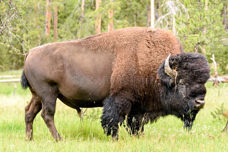 Closeup Av En Stor Manlig Buffel Eller Bison, Fotografering för ...