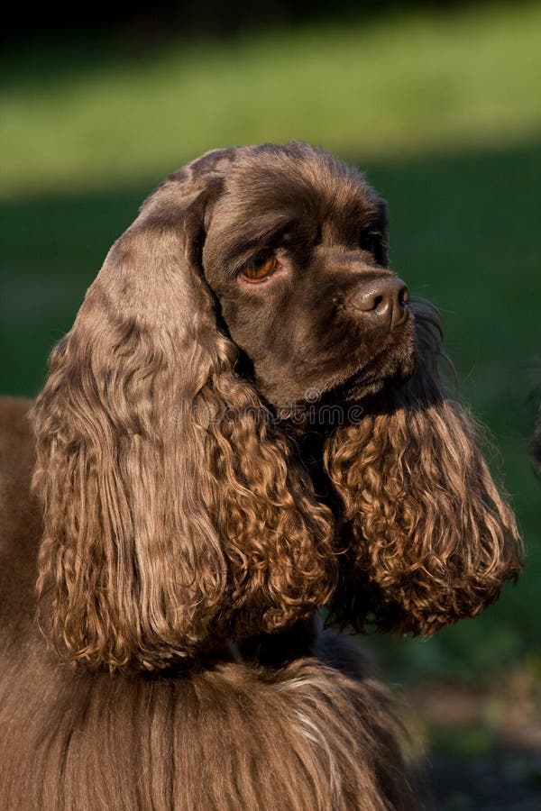 Rolig Amerikansk Cockerspaniel Fotografering för Bildbyråer - Bild av ...