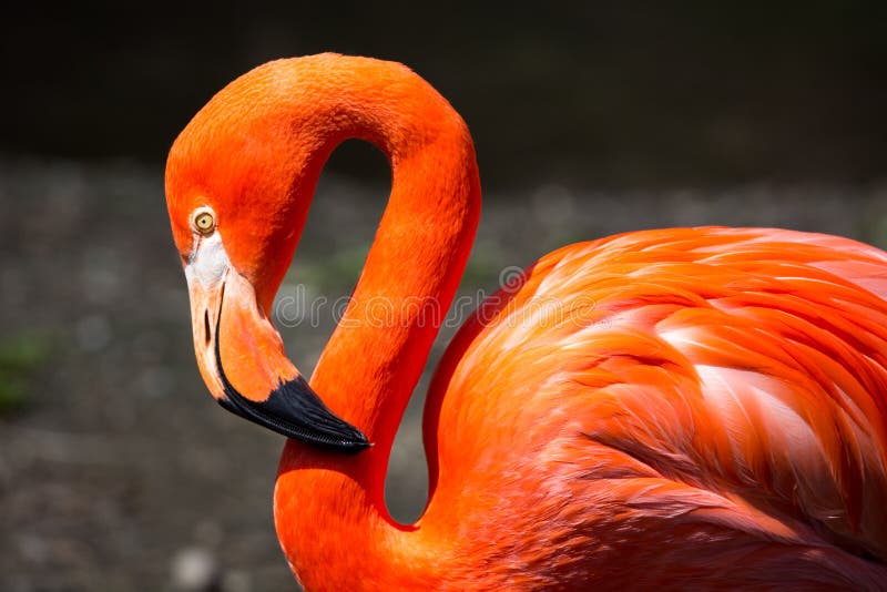 Amerikansk flamingo fotografering för bildbyråer. Bild av huvud - 53407471