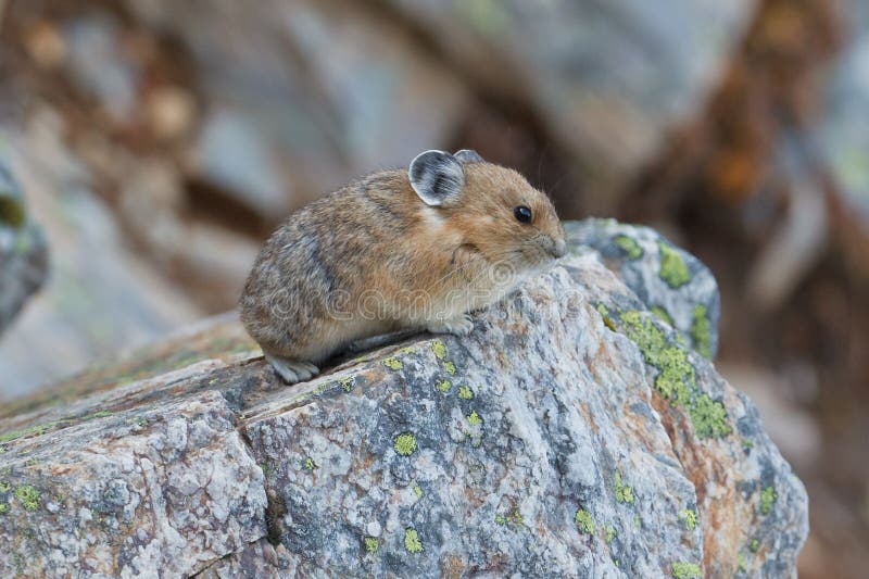 Amerikan Pika (den Princeps Ochotonaen) Arkivfoto - Bild av berg, lavin ...