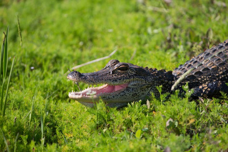 Amerykański Aligator W Floryda Bagna Obraz Stock - Obraz złożonej z ...