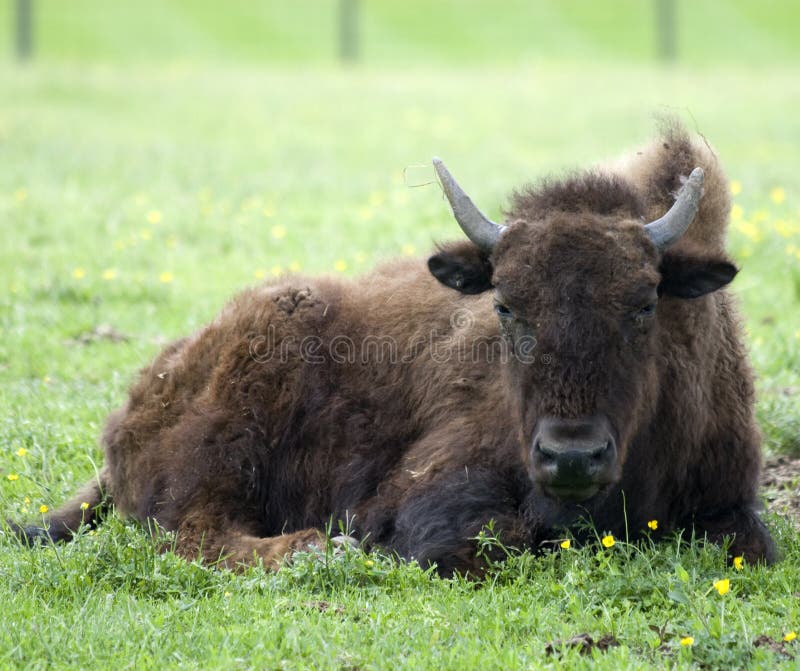 Bizon amerykański obraz stock. Obraz złożonej z brąz, oczy - 2514921