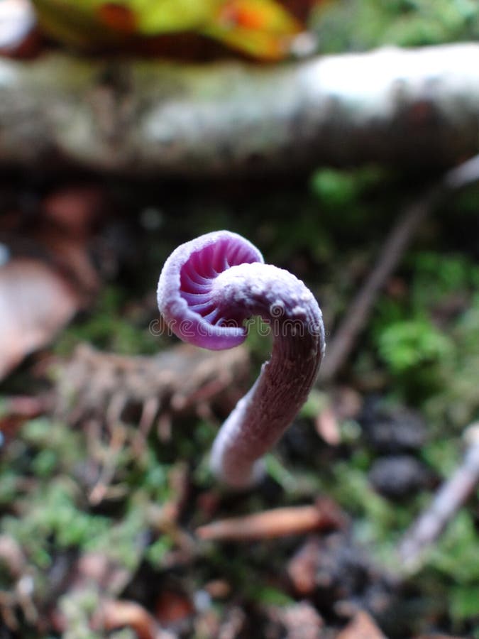 The Amethyst Deceiver stock photo. Image of laccaria - 46917934