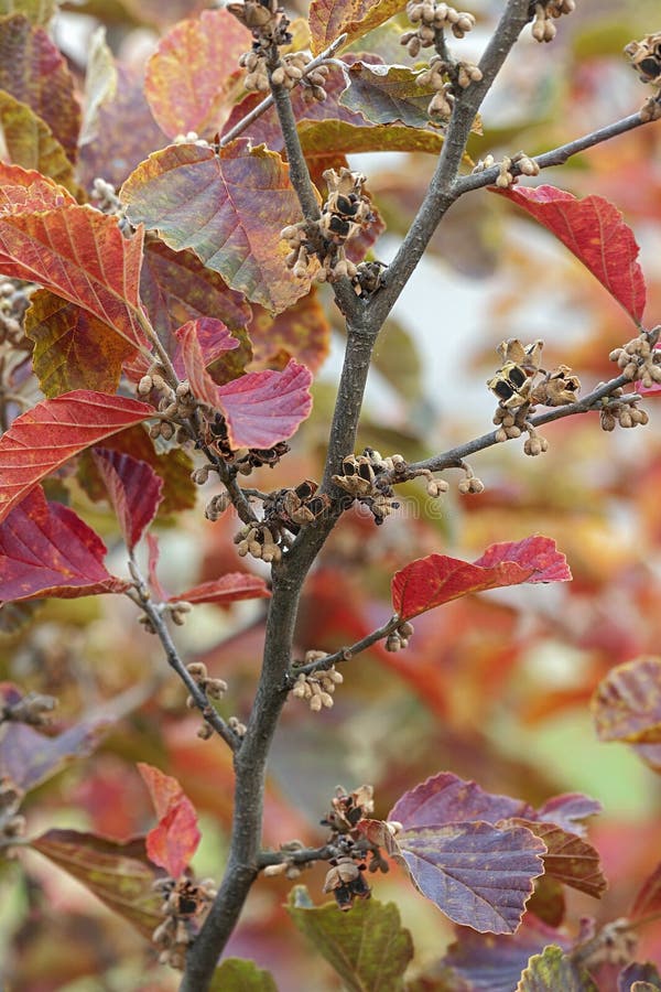 Amethyst witch hazel stock photo. Image of amethyst, hamamelidaceae ...