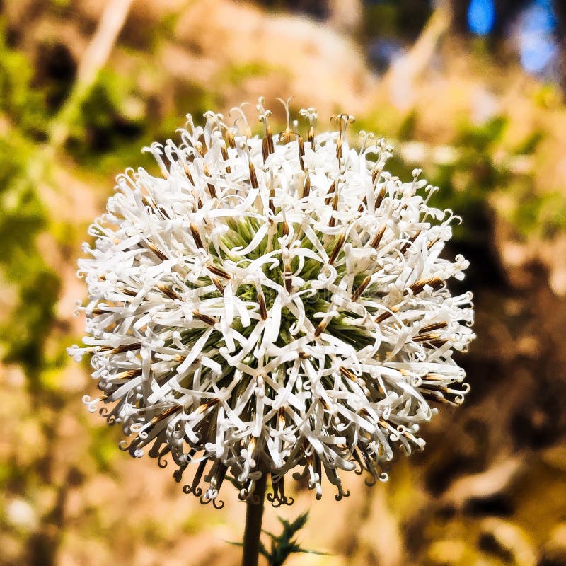 Amezing flower stock photo. Image of amezing, white - 206709892