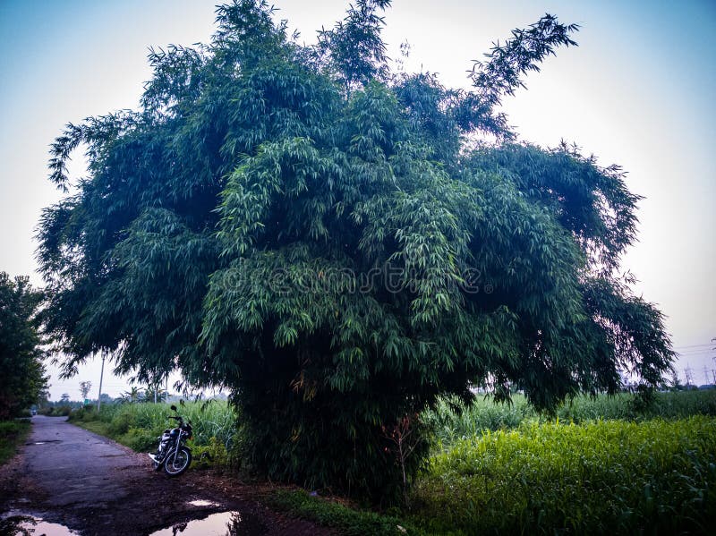 Amezing tree stock photo. Image of green, tree, nature - 188813336