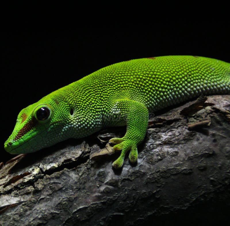 Amfibie stock foto. Image of gekko, hagedis, groen, schoonheid - 42478966