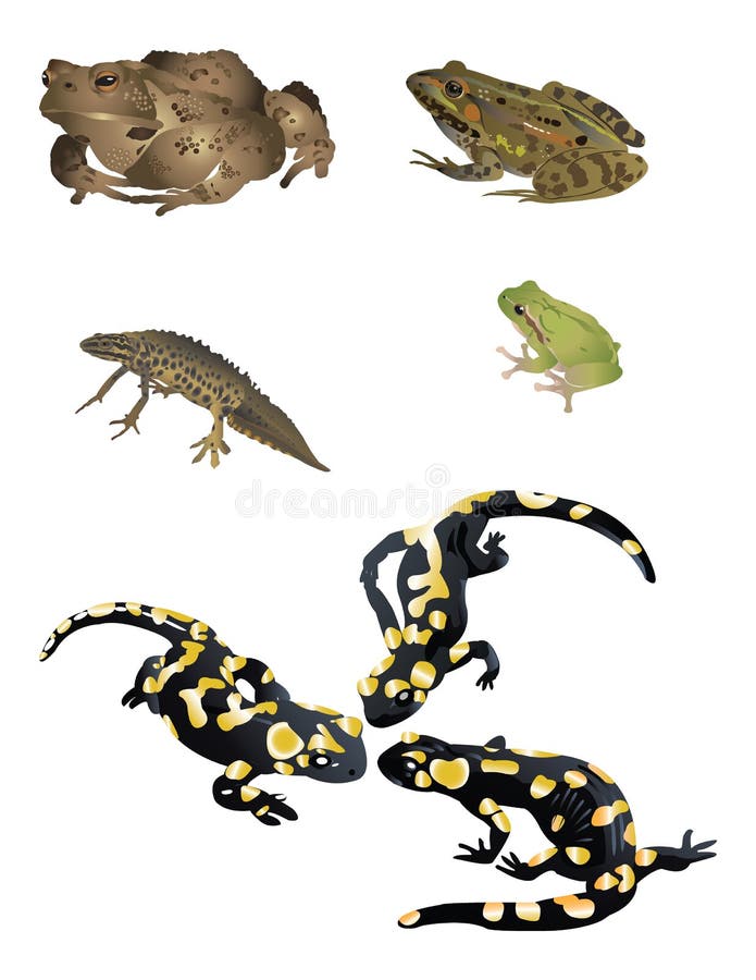 Amfibier stock illustrationer. Illustration av salamander - 37462943