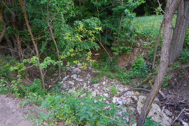 Forest Ravine with a Small Dry Stream. Spring Natural Landscape. Stock ...