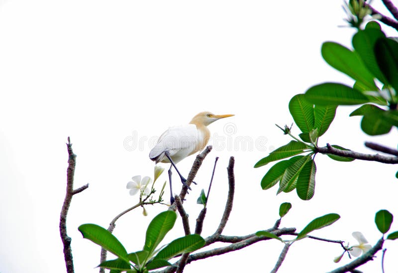 Amiable Bird stock photo. Image of bird, details, coolblooded - 23995456