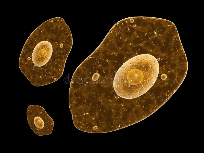 Amibe Stock Illustrations, Vecteurs, & Clipart – (9,577 Stock ...