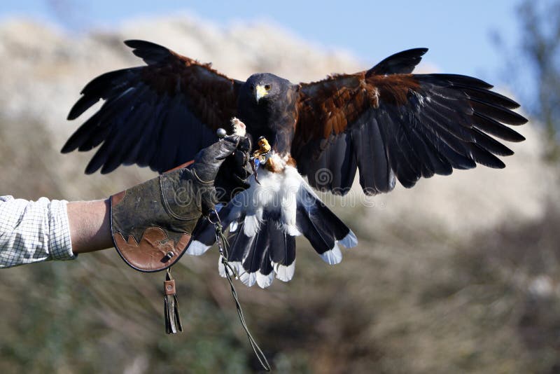 Amico dei falconieri. immagine stock. Immagine di falconiere - 20059493