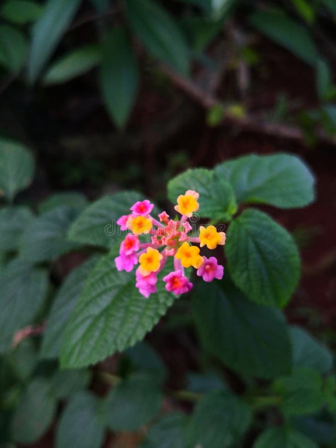 Amid the Greenery, a Cluster of Small, Colorful Flowers Brightens the ...