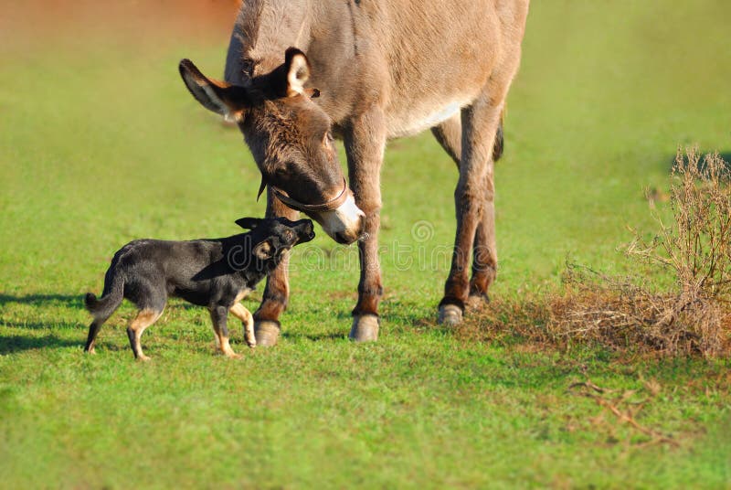 Burro y perro imagen de archivo. Imagen de perro, divertido - 10025901