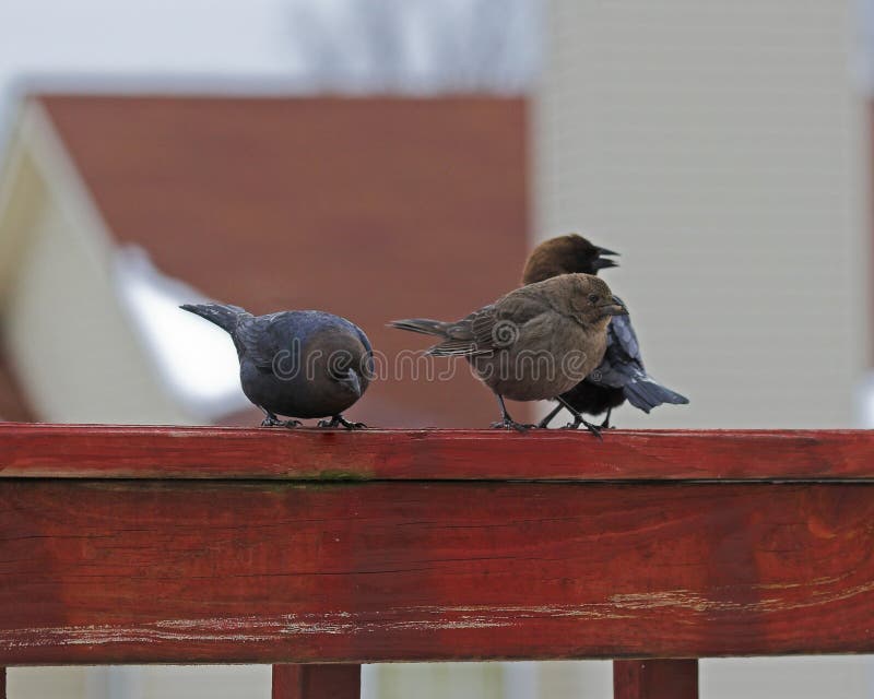 Amigos del pájaro foto de archivo. Imagen de recolectado - 522068