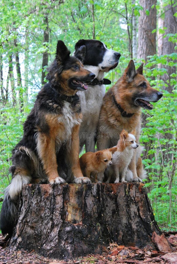 Amigos leales imagen de archivo. Imagen de central, mascota - 24852367