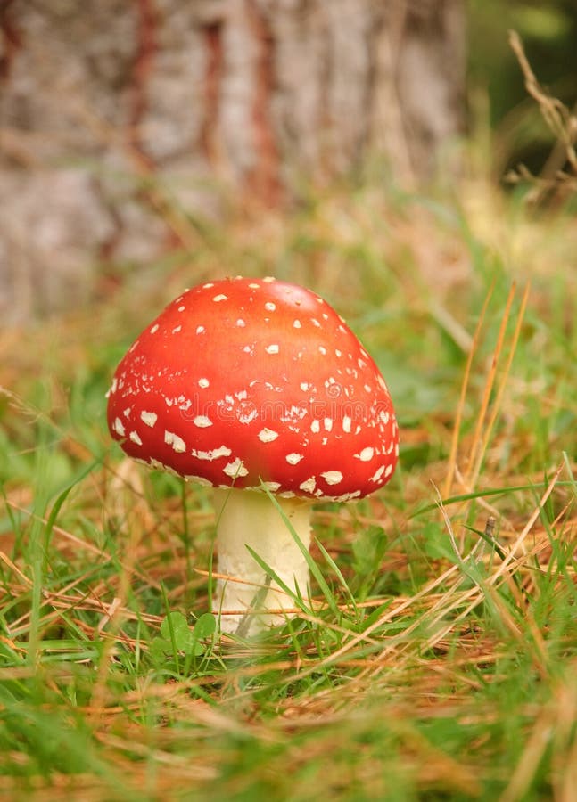 Aminita Muscaria - Poisonous Mushroom Stock Photo - Image of muscimol ... Aminita Muscaria - Poisonous Mushroom Stock Photo - Image of muscimol ...
