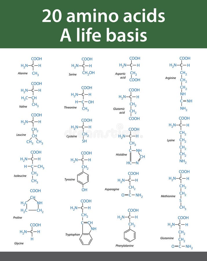 20 Amino Acids Names