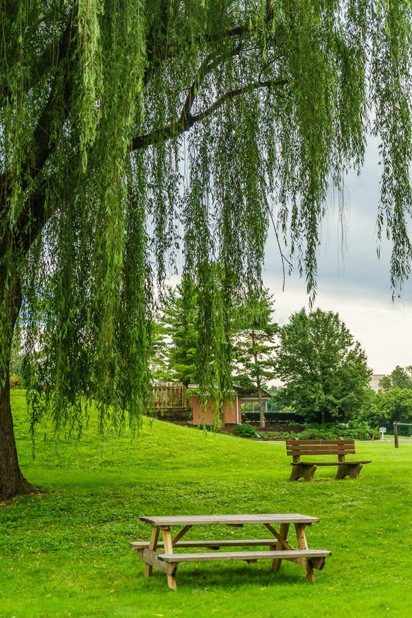 Amish Country Farm a Place of Rest, a Bench and a Table Under a Tree in ...