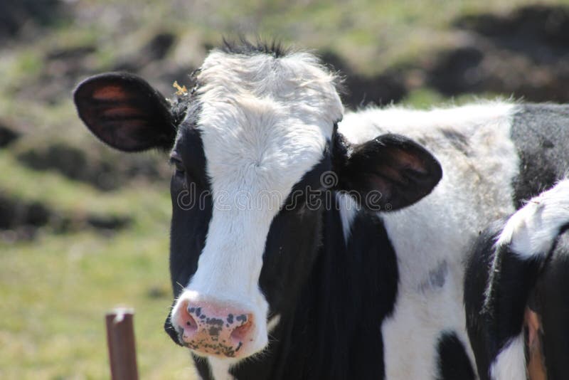 Amish dairy cow Marshfield stock photo. Image of mammal - 52774178