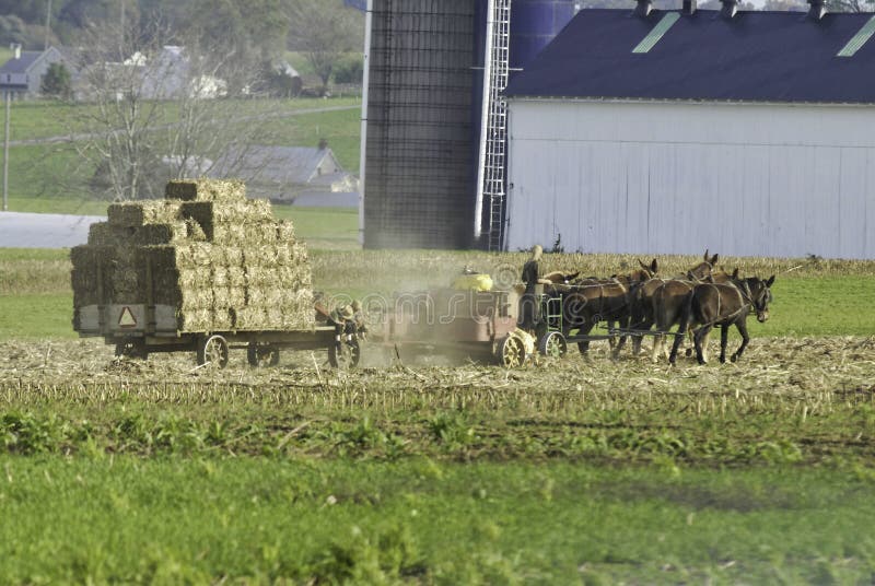 Amish Family Harvesting the Fields on an Autumn Day Stock Image - Image ...
