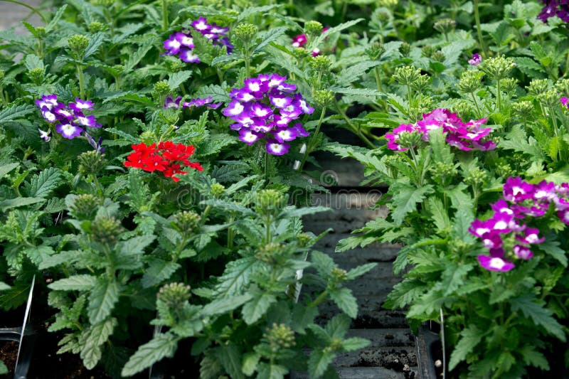 Amish Farm Container Grown Plants Stock Photo - Image of farm, growth ...