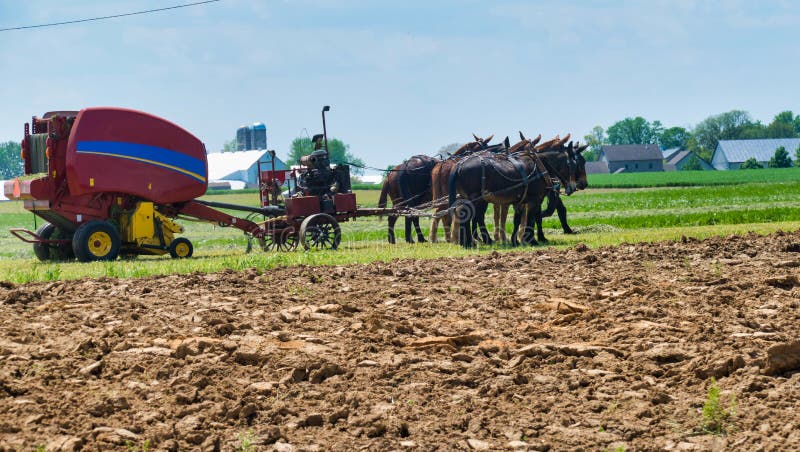 Amish Farmer Harvesting the Crop Stock Photo - Image of equipment ...