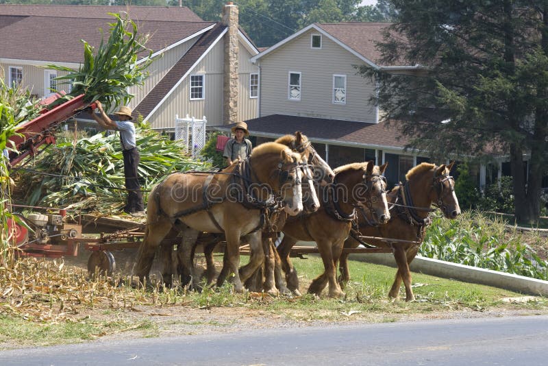Amish Men Harvesting Corn editorial photography. Image of dutch - 47004652